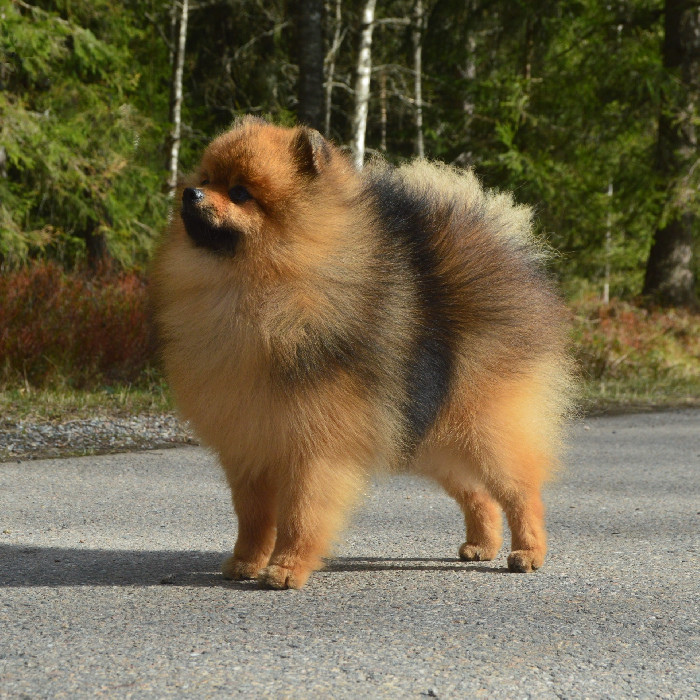 Tysk Spets/Kleinspitz :: inedmaskennel